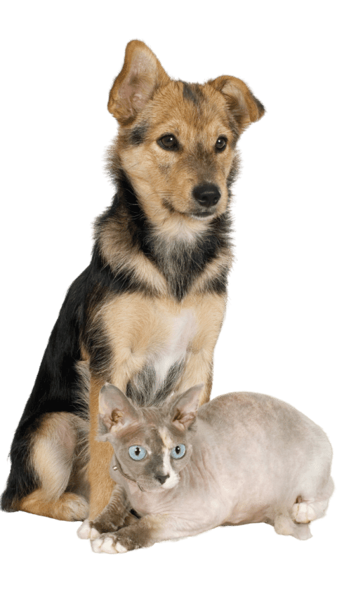 Adopt | Worcester Animal Rescue League | Dogs for Adoption