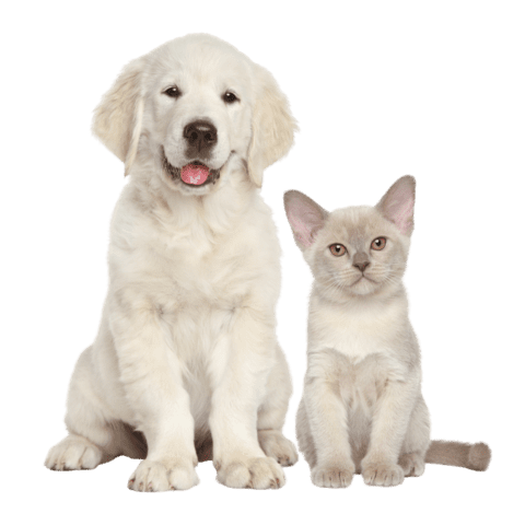 Pet Adoption | Animal Shelter | Worcester Animal Rescue League
