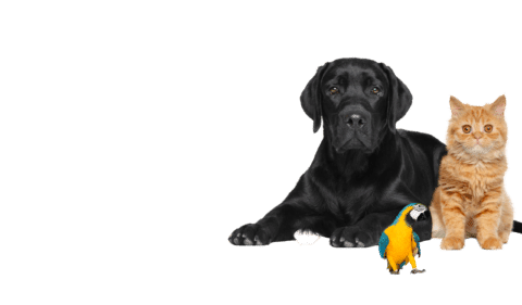 Pet Adoption | Animal Shelter | Worcester Animal Rescue League