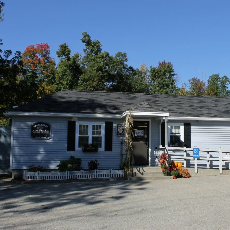 Animal Shelter Worcester | About | Worcester Animal Rescue League