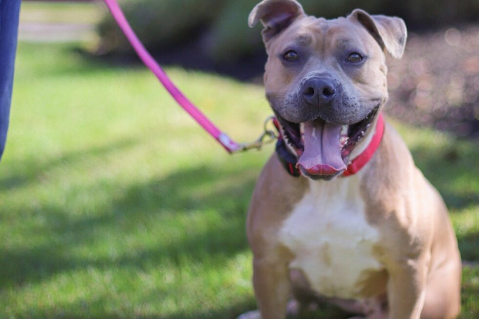 Pet Adoption | Animal Shelter | Worcester Animal Rescue League