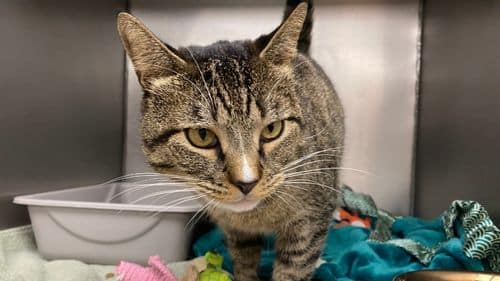 Pets | Worcester Animal Rescue League