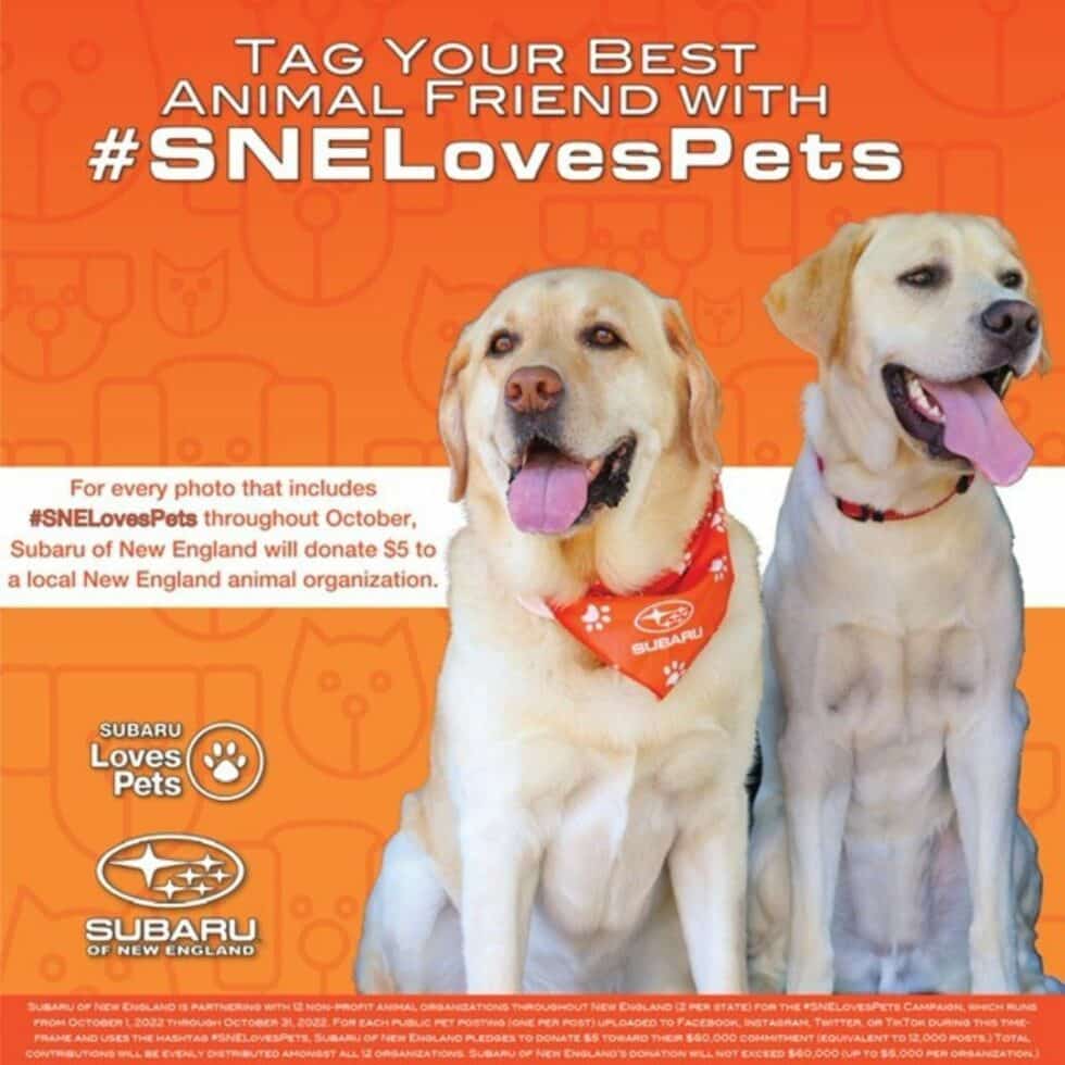 Pet Adoption | Animal Shelter | Worcester Animal Rescue League