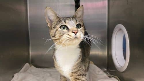 Pets | Worcester Animal Rescue League