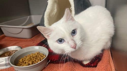 Cats Ready for Adoption | Worcester Animal Rescue League