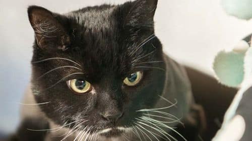 Cats Ready for Adoption | Worcester Animal Rescue League