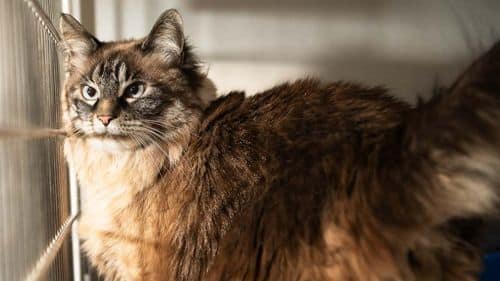 Pets | Worcester Animal Rescue League