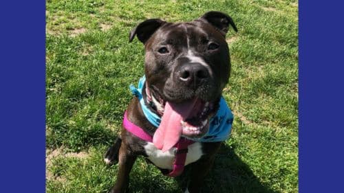 Pets | Worcester Animal Rescue League