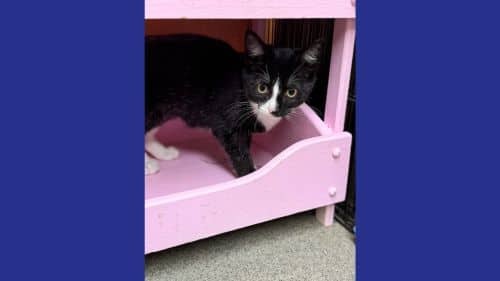 Pets | Worcester Animal Rescue League