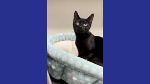 Dogs Ready for Adoption | Worcester Animal Rescue League