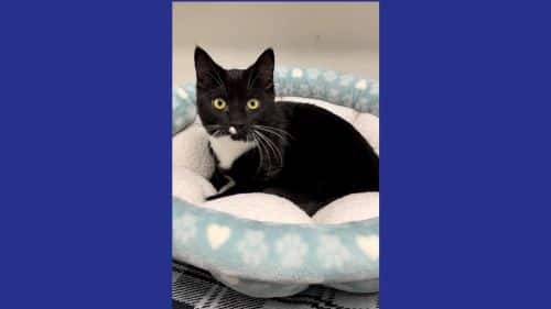 Dogs Ready for Adoption | Worcester Animal Rescue League