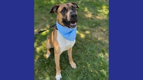 Dogs Ready for Adoption | Worcester Animal Rescue League