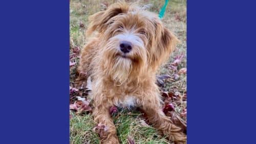 Pets | Worcester Animal Rescue League